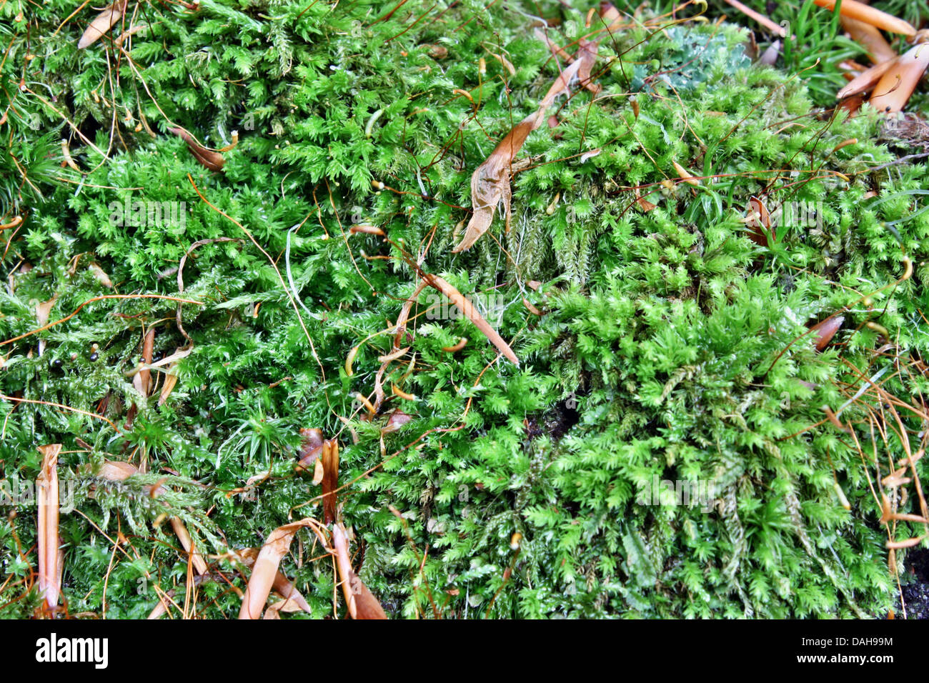 Moss in the forest Stock Photo - Alamy