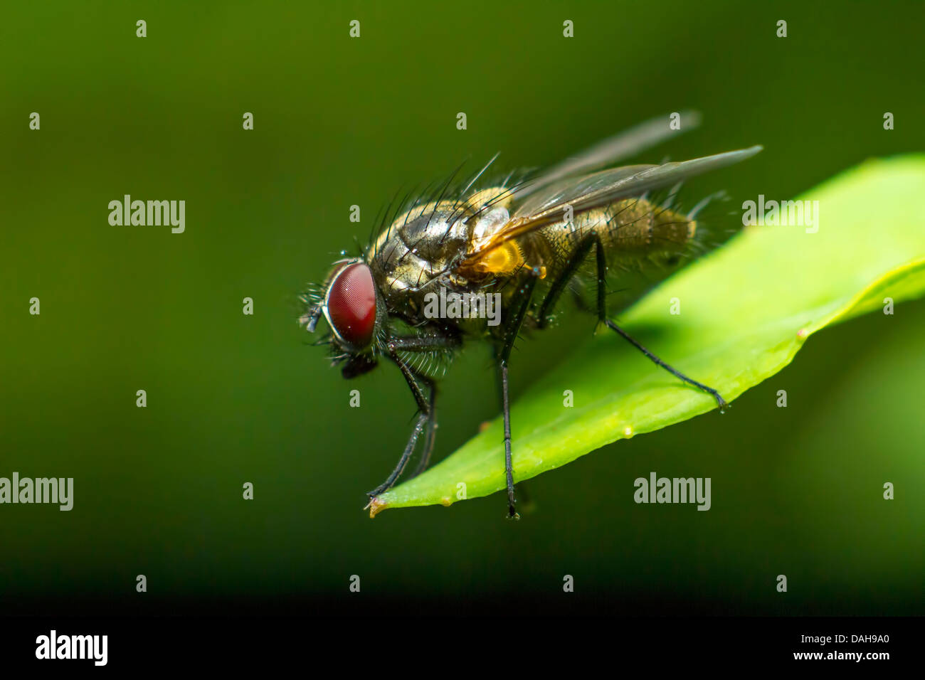 Conventional portrait hi-res stock photography and images - Alamy