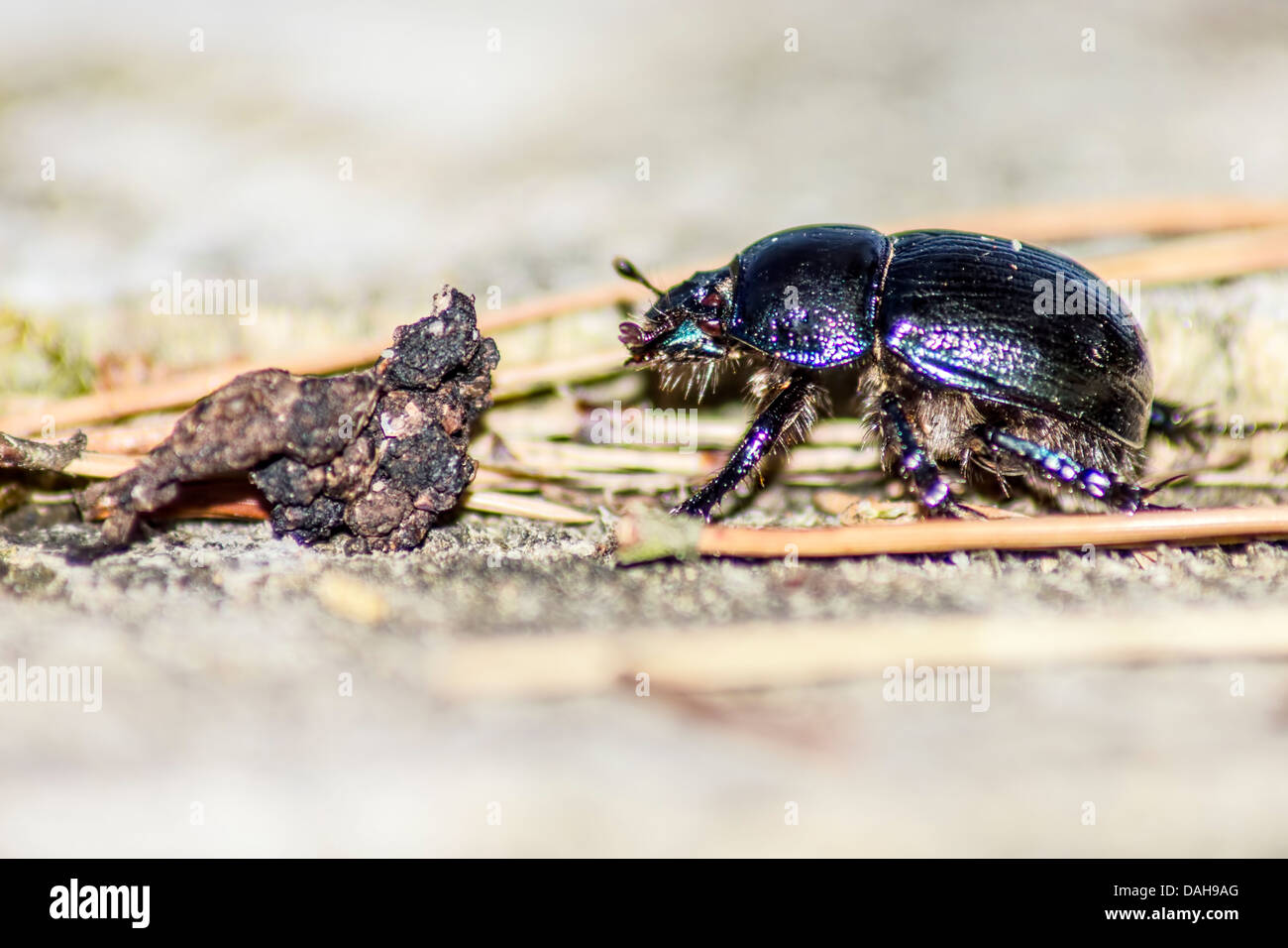 The common forest beetle Stock Photo - Alamy