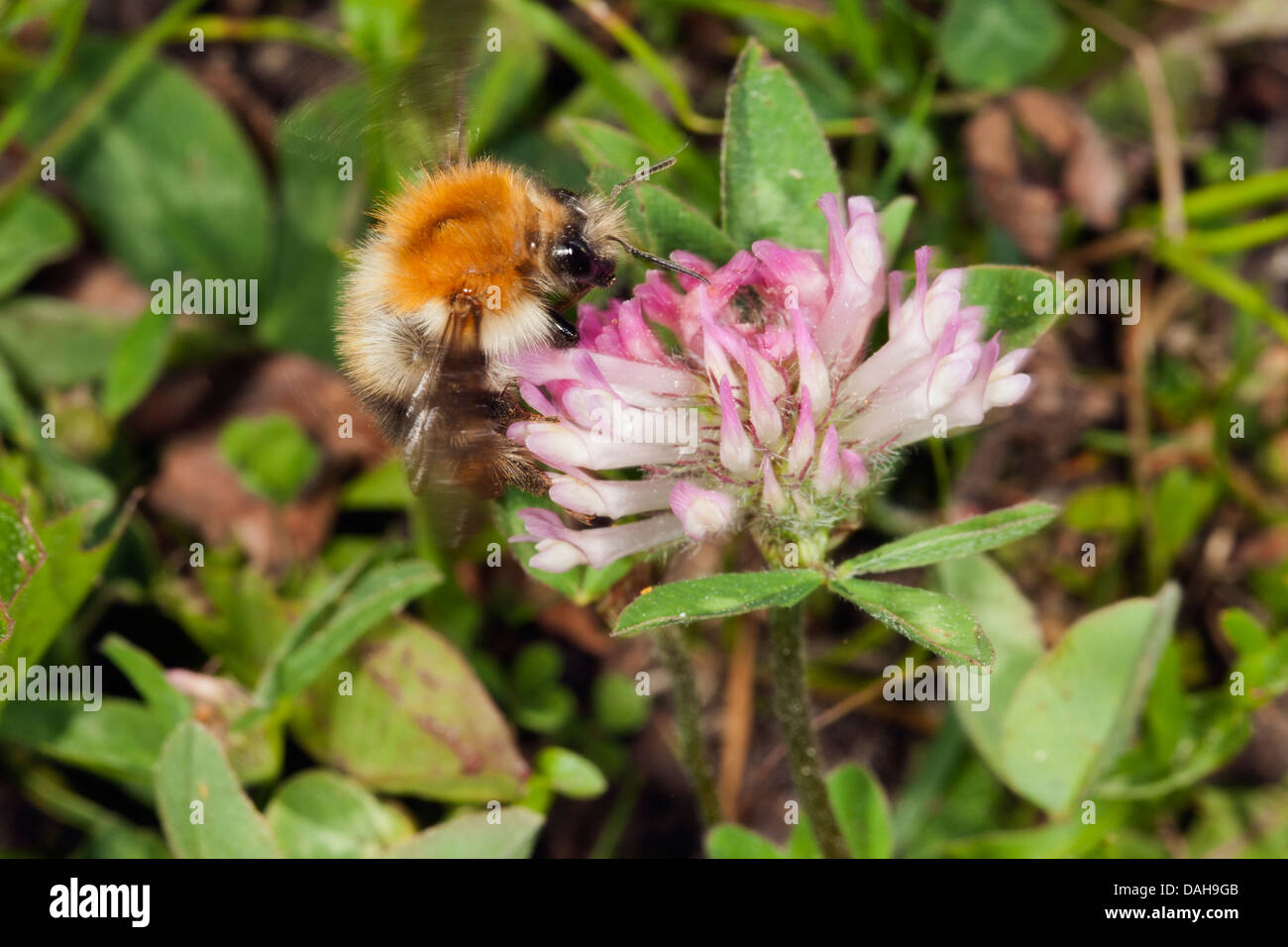Bee hovering over a flower Stock Photo - Alamy