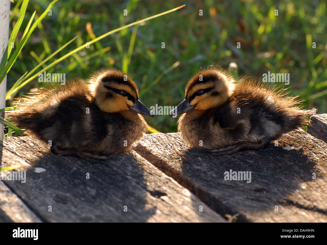 Backlit ducklings hi-res stock photography and images - Alamy