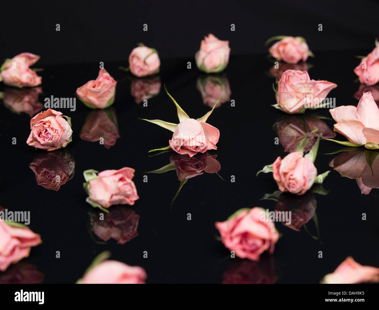 pink roses on black background with reflection Stock Photo - Alamy