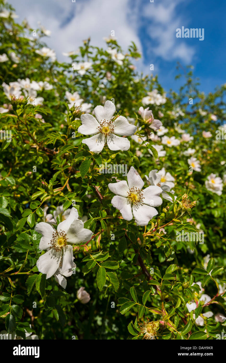 England dog rose hi-res stock photography and images - Alamy