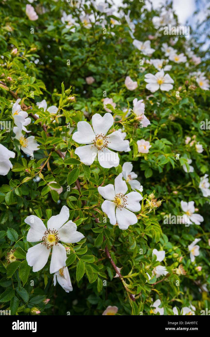 England dog rose hi-res stock photography and images - Alamy