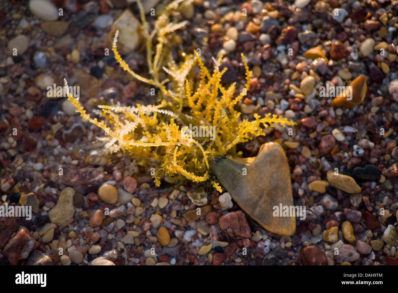 Heart shaped stone with seaweed on the shore. Red Sea, Egypt Stock ...