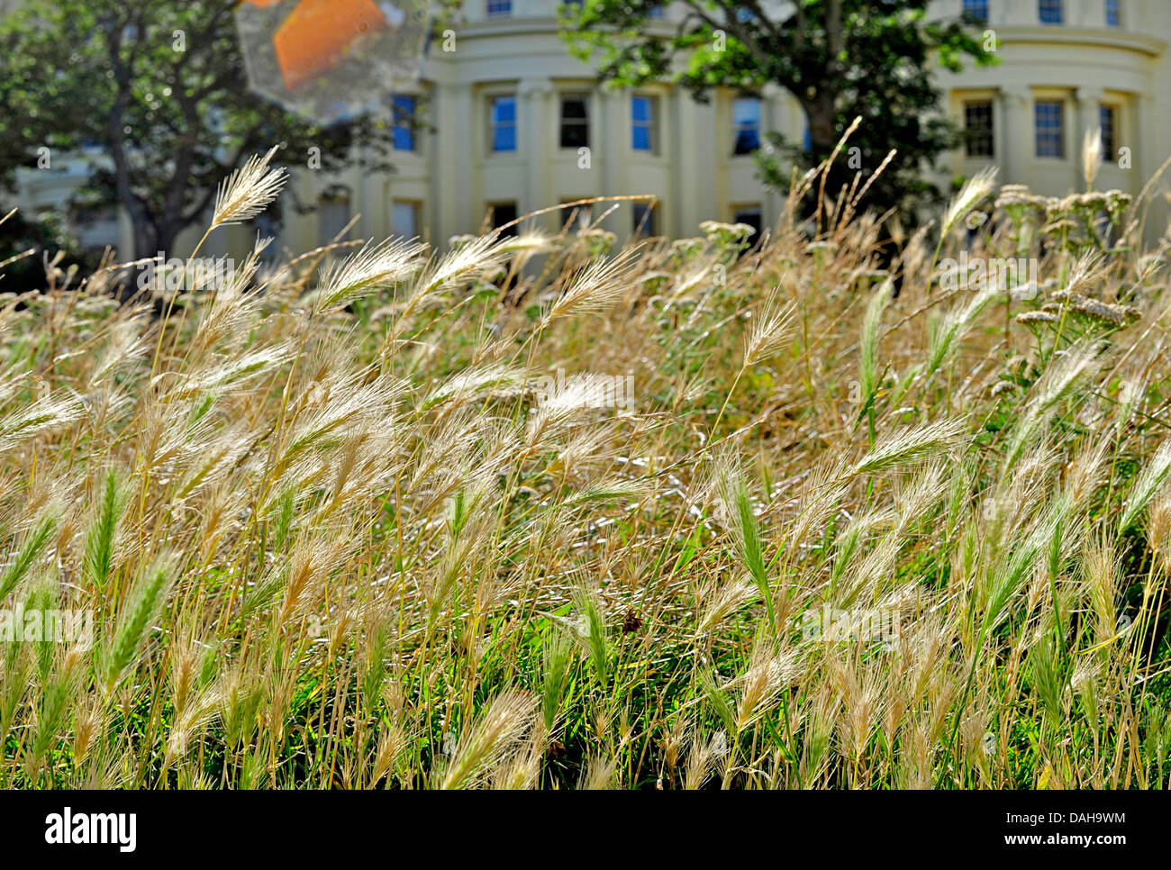 Summer grasses garden hi-res stock photography and images - Alamy