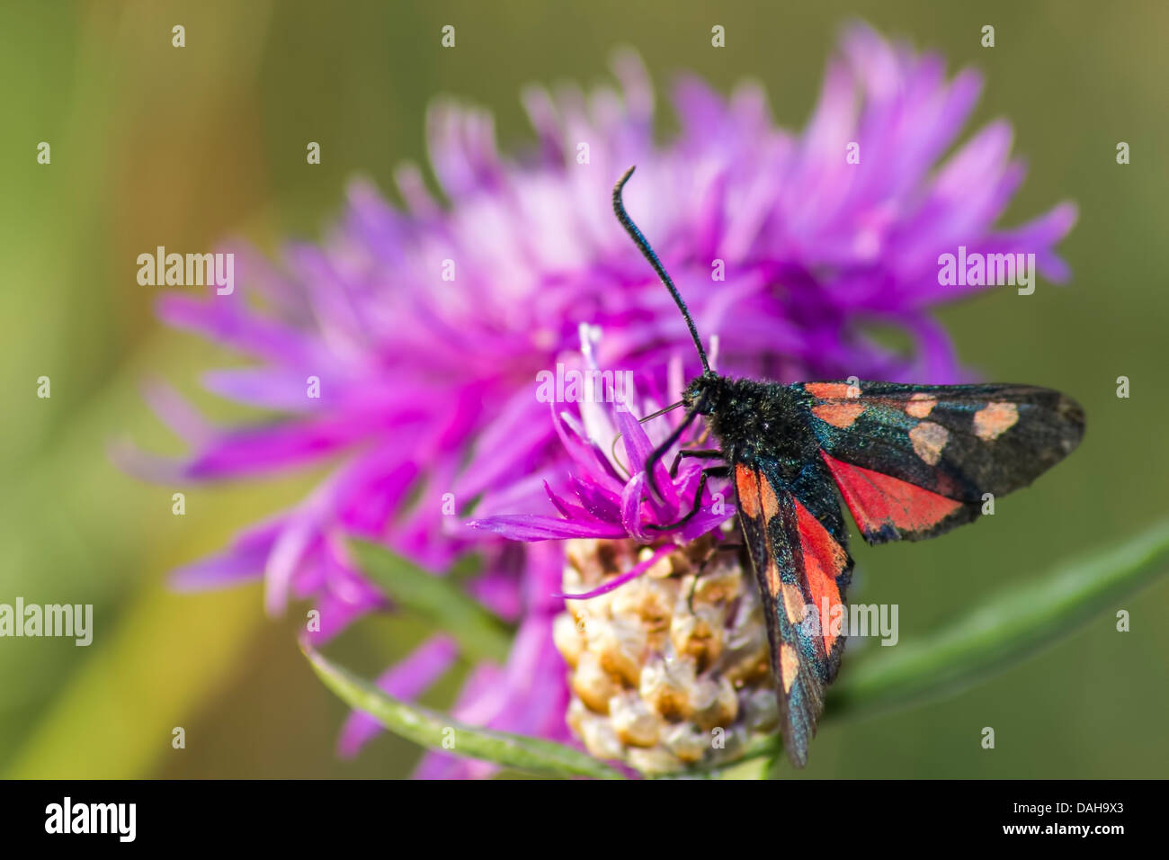 The Narrow-Bordered Five-Spot Burnet (Zygaena lonicerae Stock Photo - Alamy