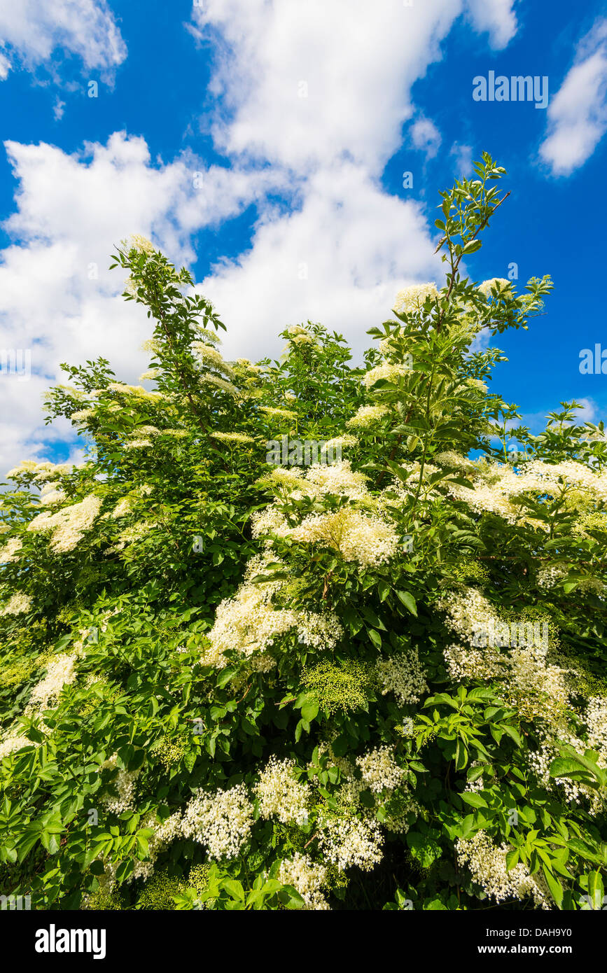 Elder sambucus uk hi-res stock photography and images - Alamy