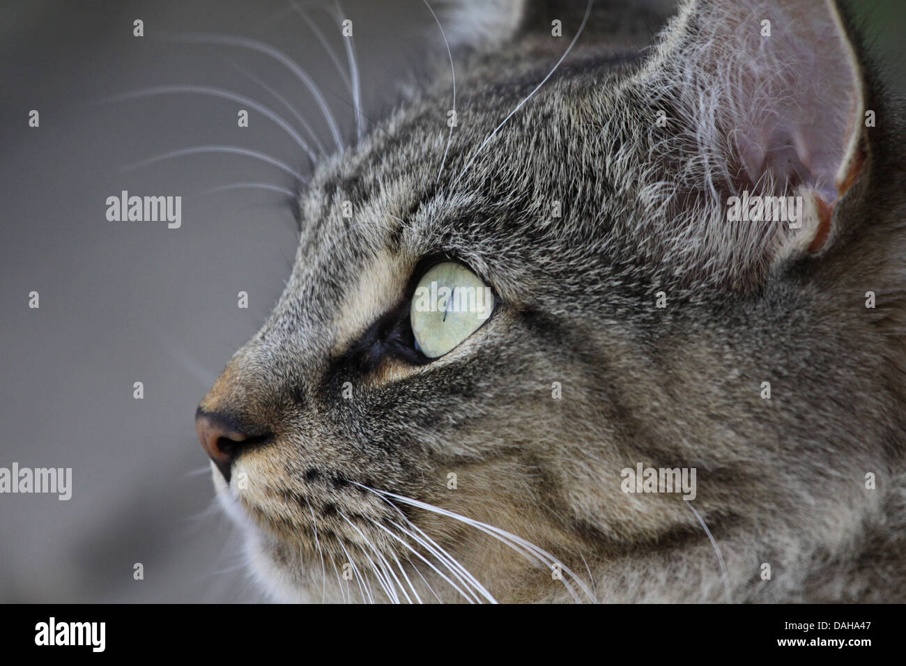 Cat and its eyes hi-res stock photography and images - Alamy