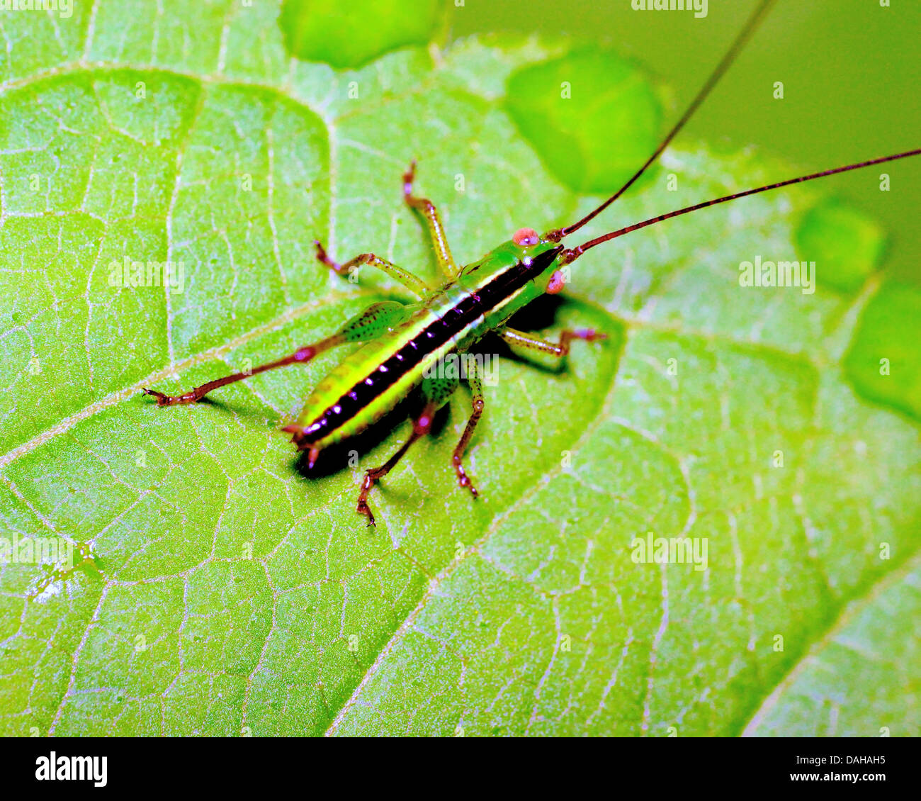 Tree cricket hi-res stock photography and images - Alamy