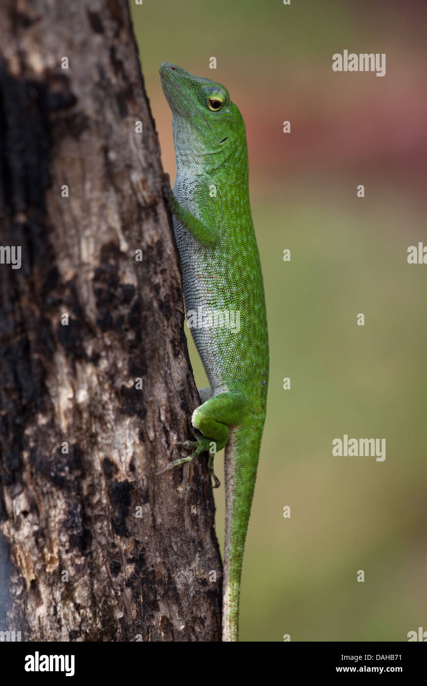 Green Tree Anole lizard, Anolis biporcatus, at Las Minas, Cocle ...