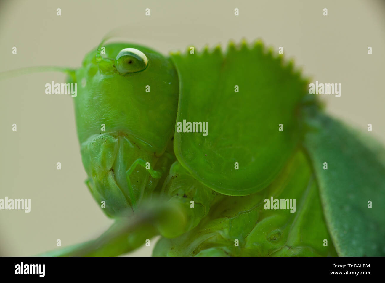 Grillo insect (grasshopper) in a rainforest near Penonome, Cocle ...