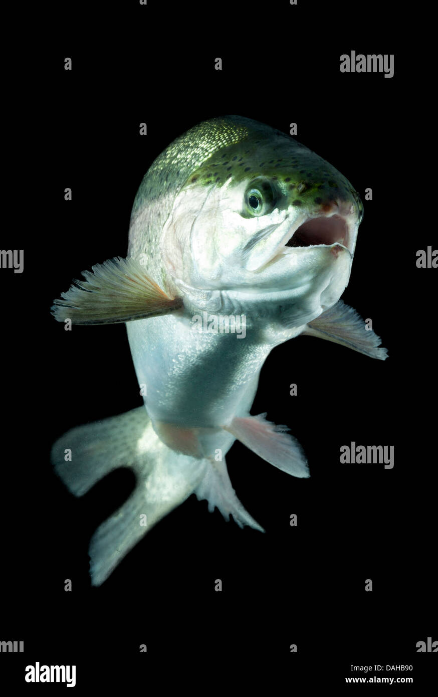 Live Trout Underwater Studio Shot Stock Photo - Alamy