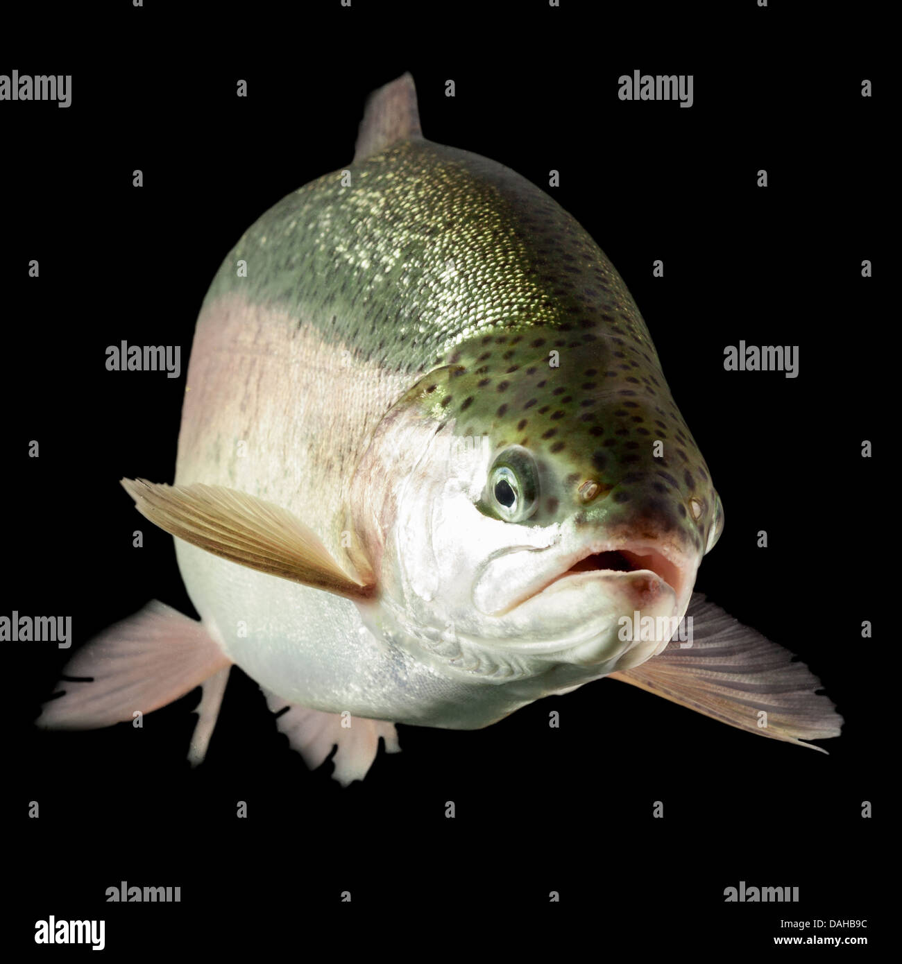 Adult Trout Fish Isolated On Black Aquarium Shot Stock Photo - Alamy