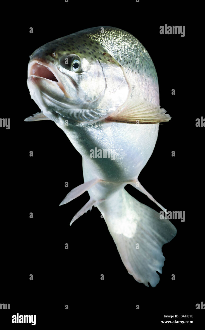 Adult Trout Fish Isolated On Black Aquarium Shot Stock Photo - Alamy