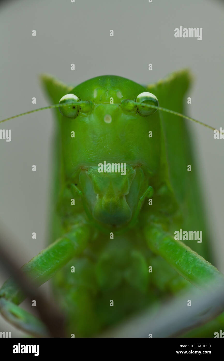 Grillo insect (grasshopper) in a rainforest near Penonome, Cocle ...