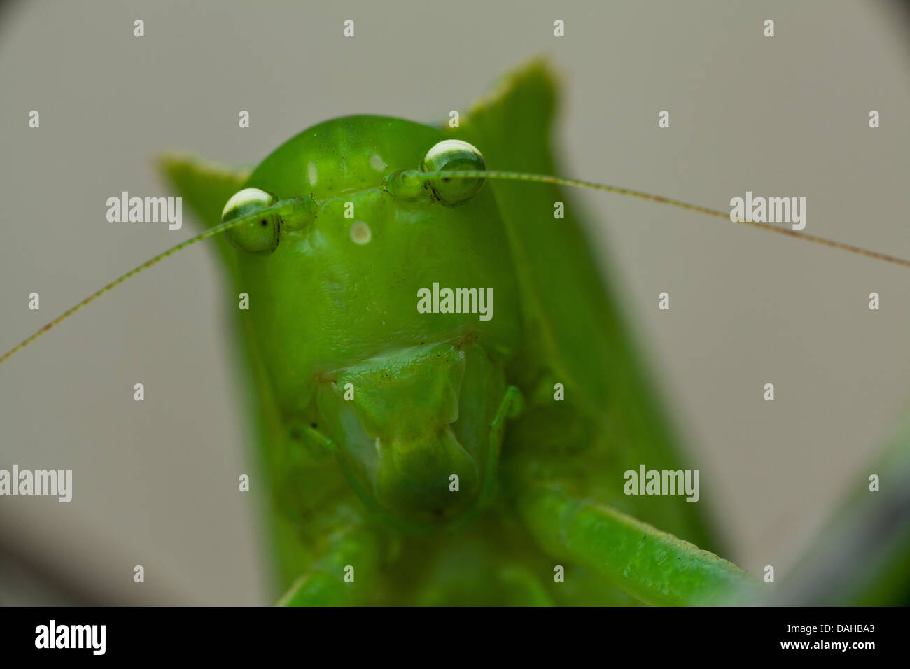 Grillo insect (grasshopper) in a rainforest near Penonome, Cocle ...