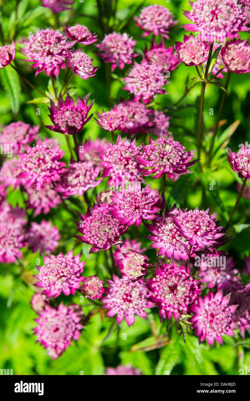 Astrantia in flower Stock Photo - Alamy