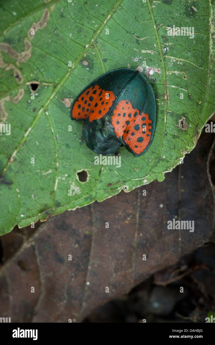 Rainforest insect cute hi-res stock photography and images - Alamy