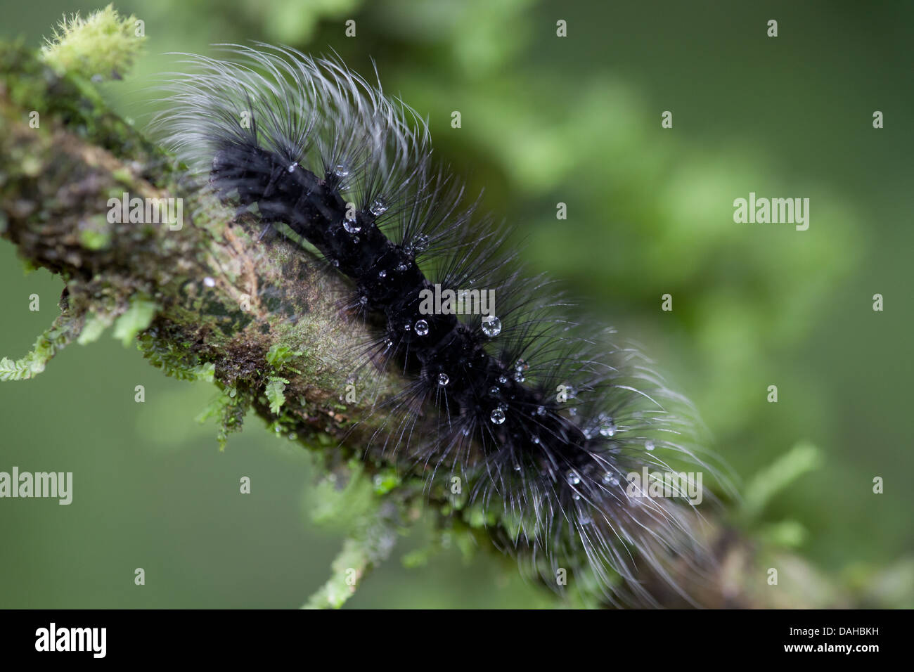 Hairy insects hi-res stock photography and images - Alamy