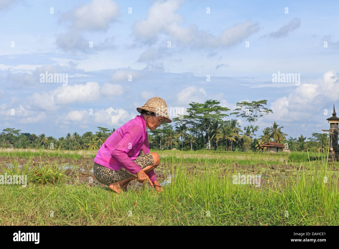 Balinese Woman working in the fields. near Ubud. Bali, Indonesia Stock ...
