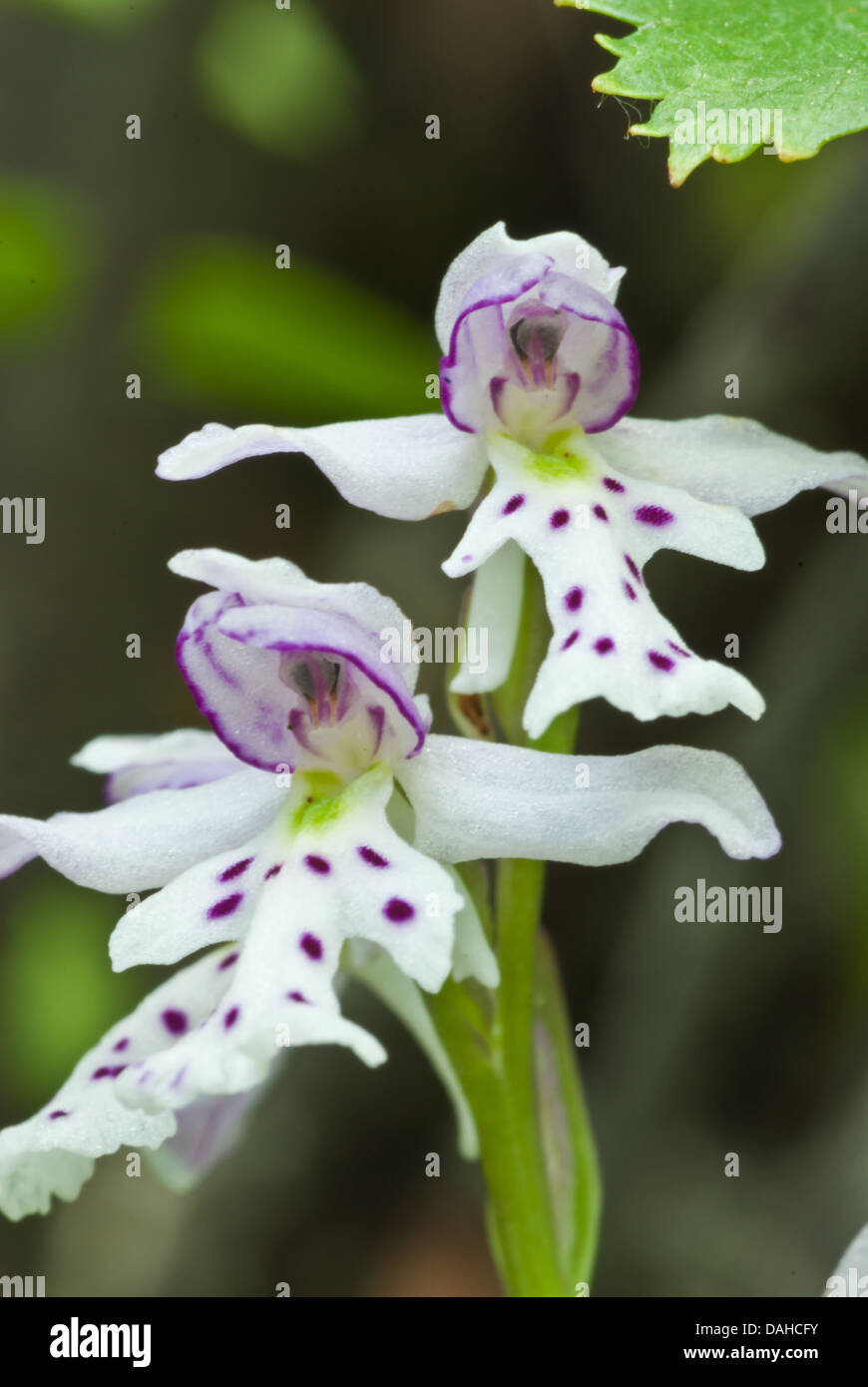 A pair of round leaf orchid flowers (Orchis rotundifolia) growing ...