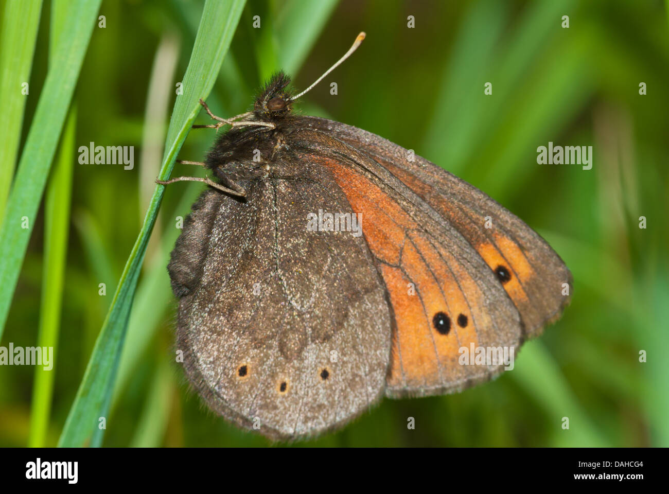 Common alpine butterfly hi-res stock photography and images - Alamy