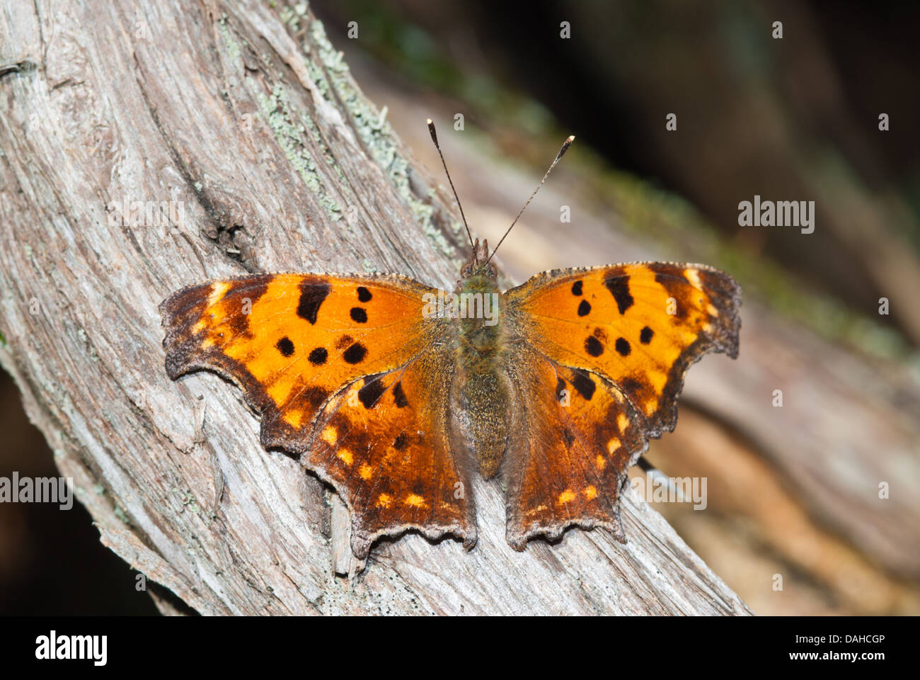 Eastern comma butterfly (Polygonia comma) perched on a lichen encrusted ...