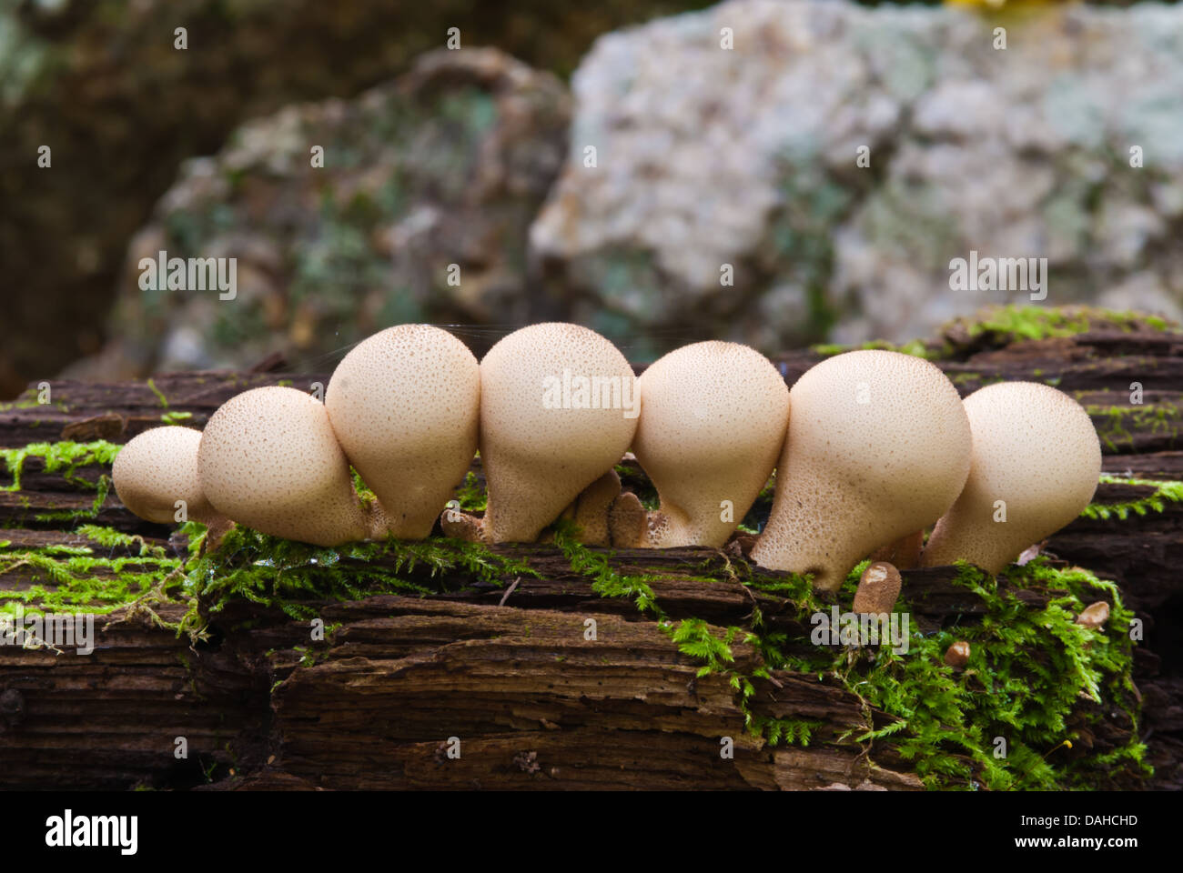 Pear-shaped puffballs (Lycoperidon pyriforme) growing in a row along a ...