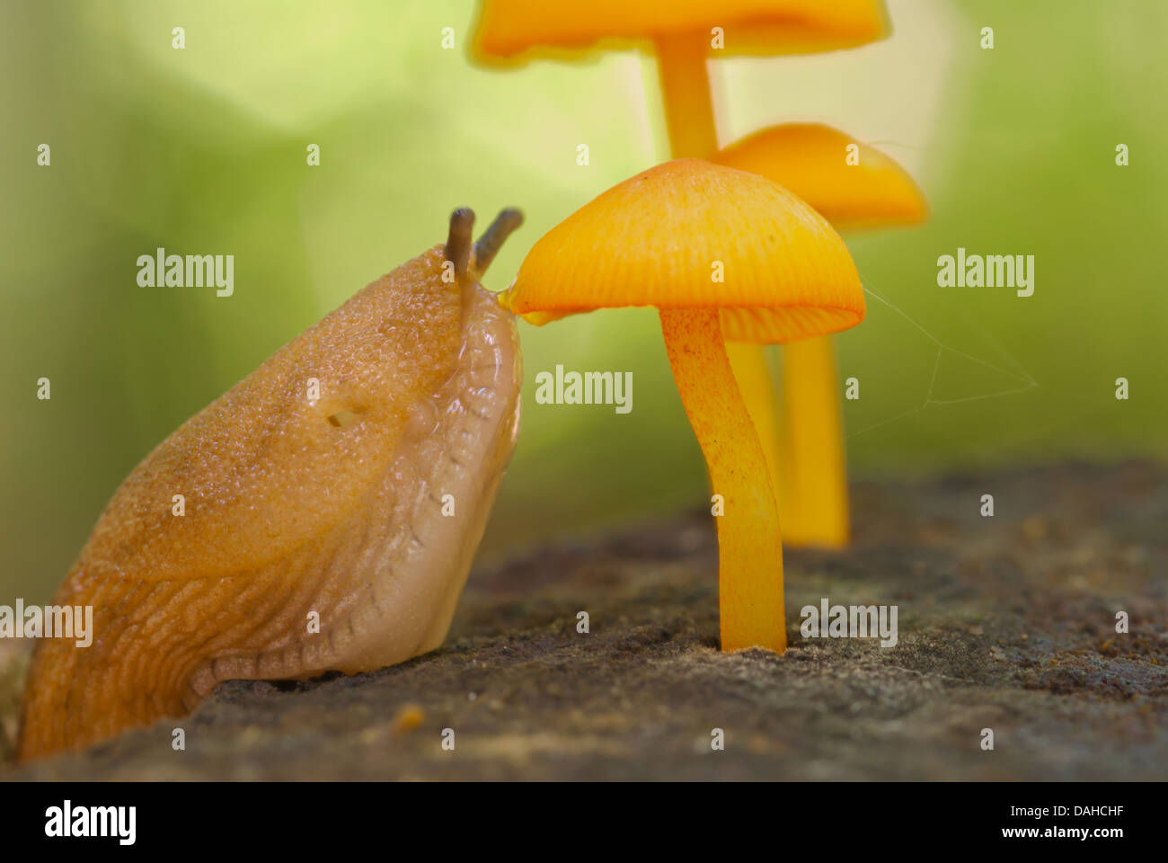 Orange slug hi-res stock photography and images - Alamy