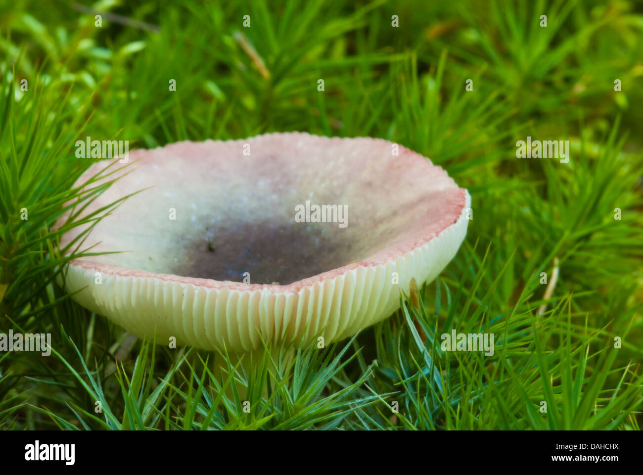 Red-faded Russula spp mushroom growing among moss, Depot Lake ...