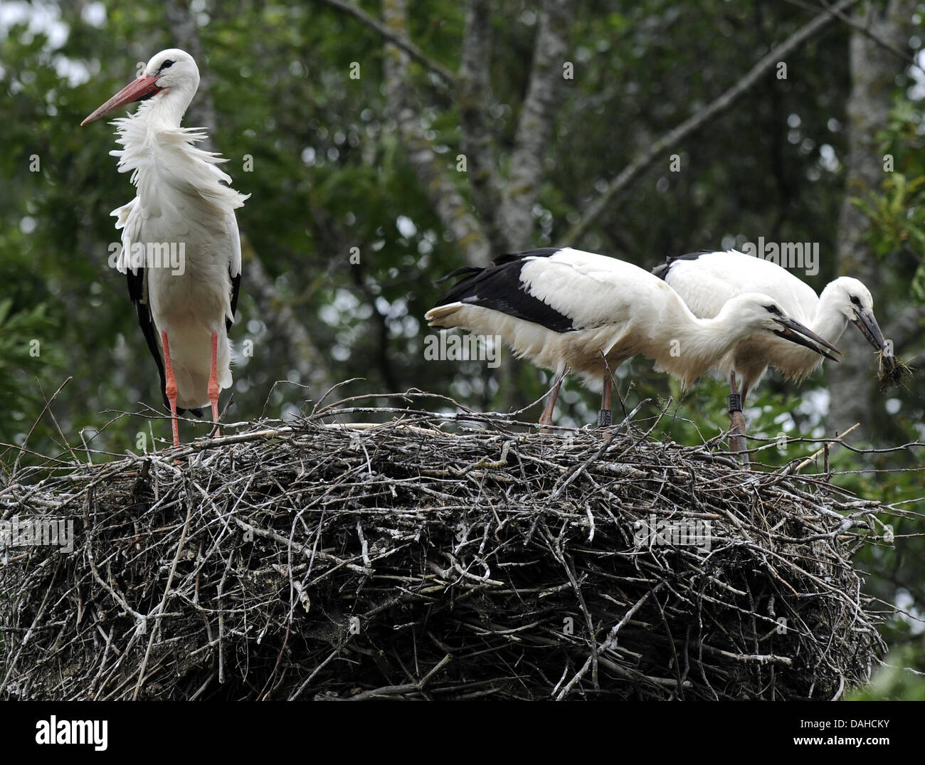 Berne, Germany. 04th July, 2013. Stork families sit in their nest at ...
