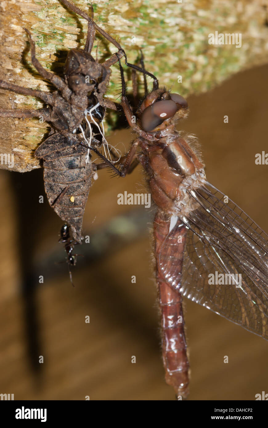 Dragonfly exoskeleton hi-res stock photography and images - Alamy