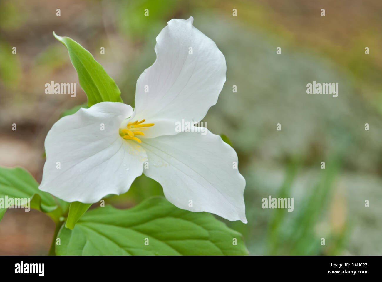 Single white trillium (Trillium grandiflorum) growing on the forest ...