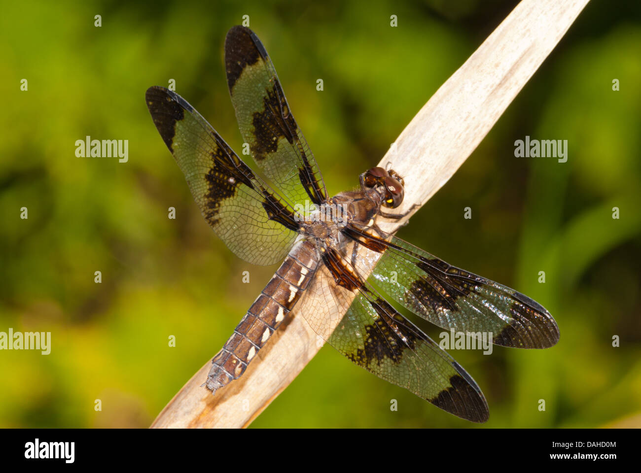 Dragonfly tail hi-res stock photography and images - Alamy
