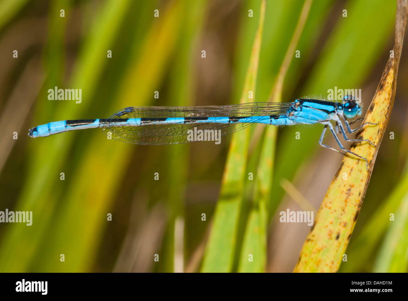 Enallagma carunculatum hi-res stock photography and images - Alamy