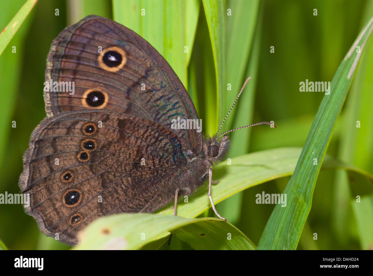 Common wood nymph butterfly (Cercyonis pegala) perched on a broad grass ...