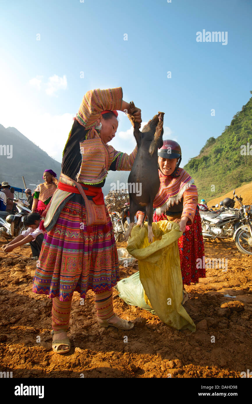 Hmong women with pig bought at Can Cau market, near Bac Ha, Lao Cai ...