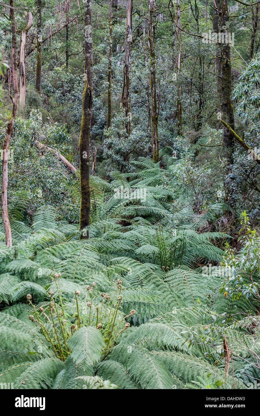 Rain forest in the Victorian high country Stock Photo - Alamy