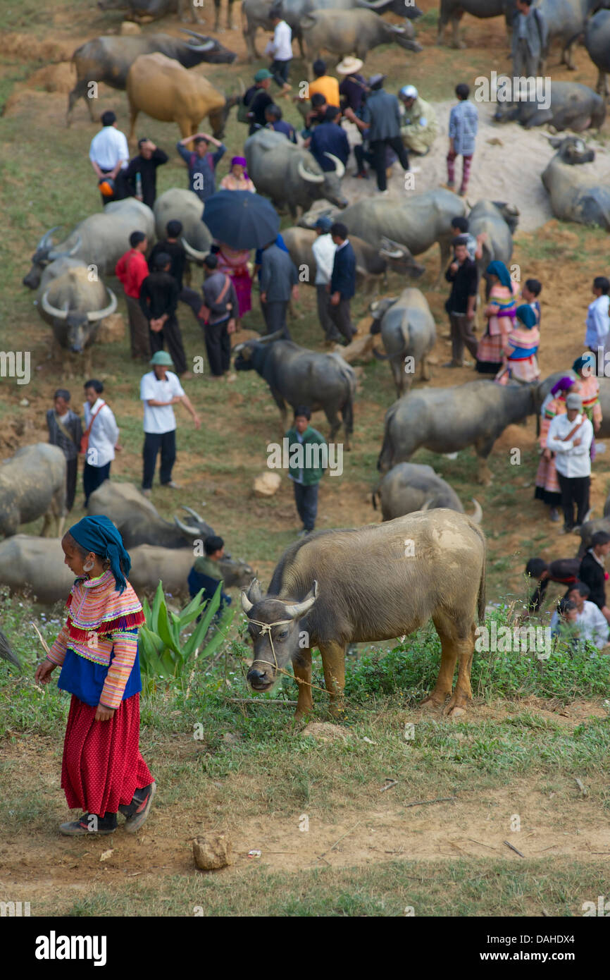 Hmong vwoman and the cattle section at Can Cau market, near Bac Ha. Lao ...