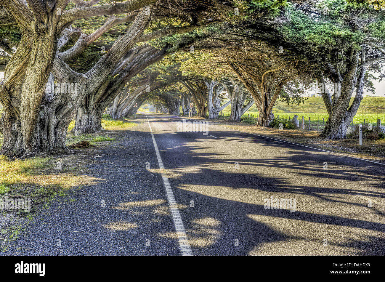 Large old trees for a natural tunnel arch over a road in rural ...