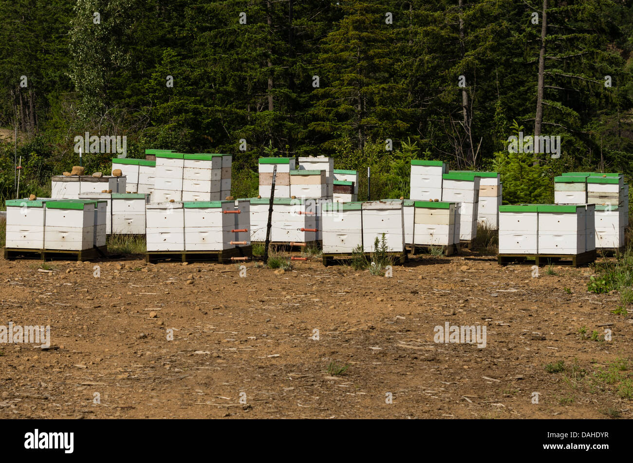 Bee hives located in a bee yard near the orchards. Hood River, Oregon ...