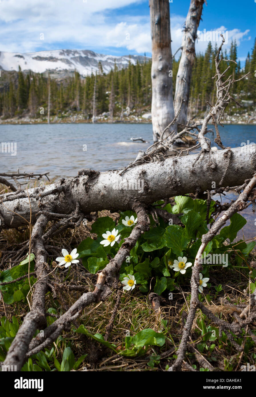 White marsh marigold hi-res stock photography and images - Alamy