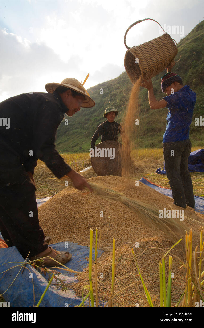 Winnowing hi-res stock photography and images - Alamy