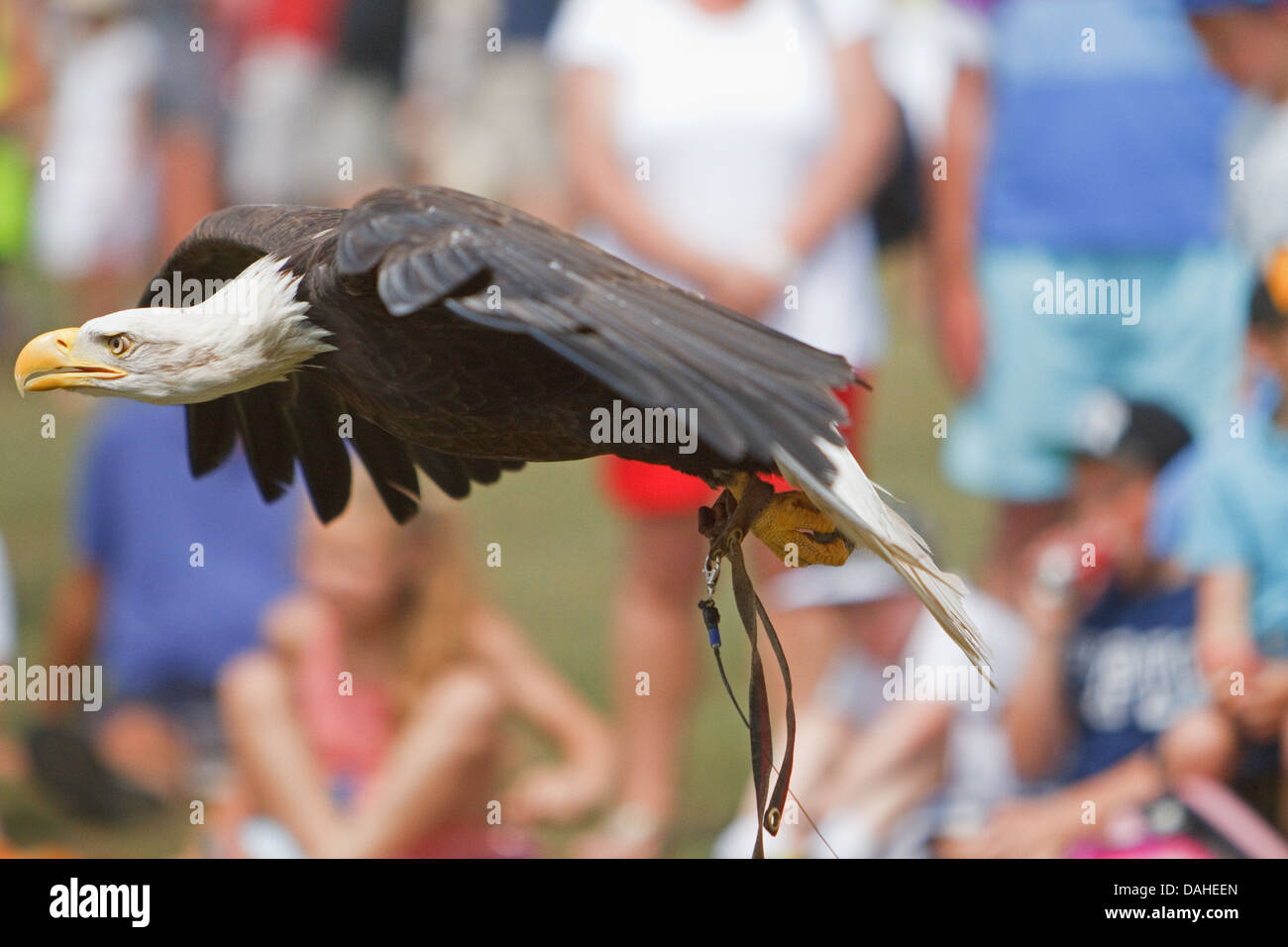 A Bald headed eagle on display at Chelsfield Village Fete Stock Photo ...