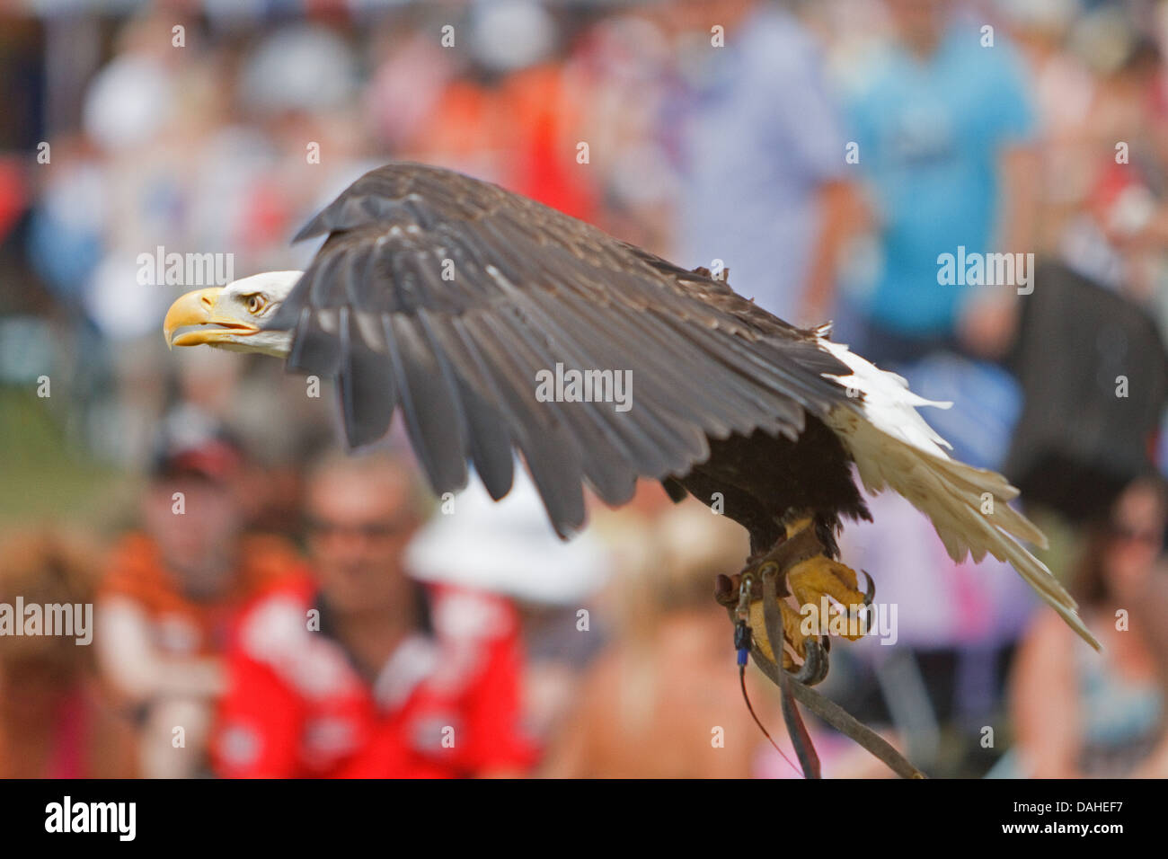 A Bald headed eagle on display at Chelsfield Village Fete Stock Photo ...
