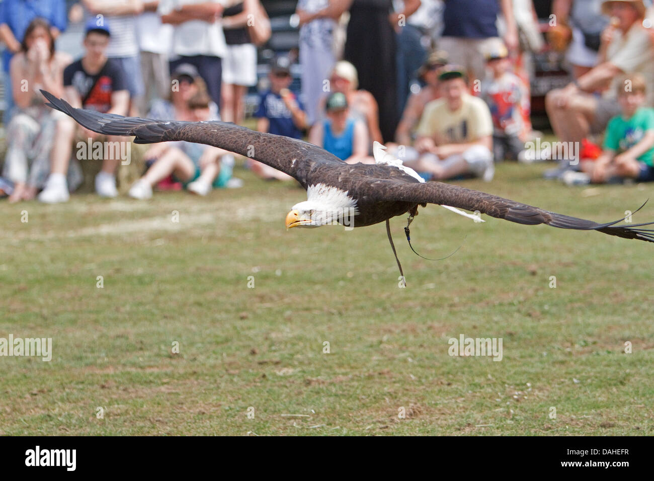 A Bald headed eagle on display at Chelsfield Village Fete Stock Photo ...