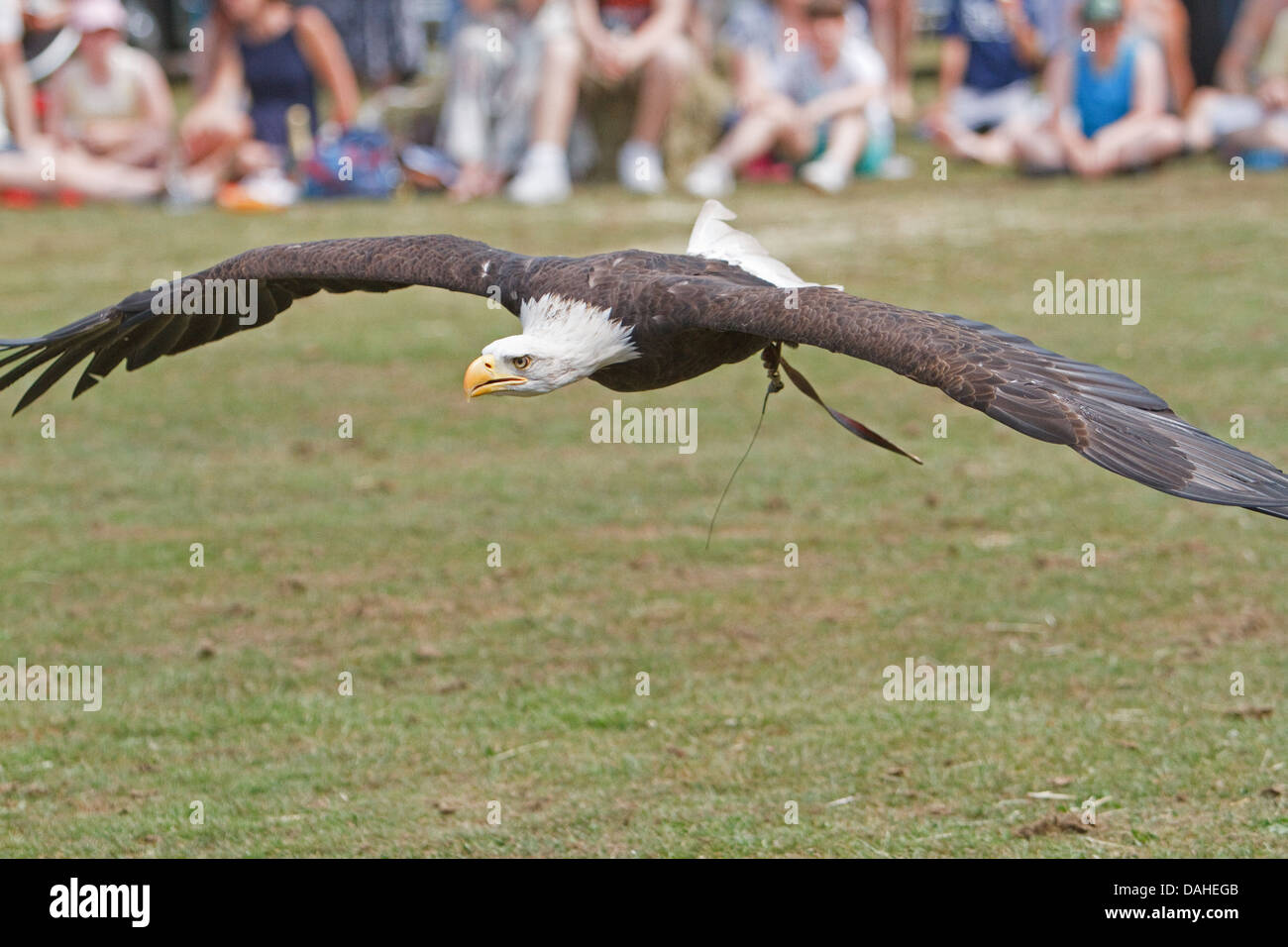 A Bald headed eagle on display at Chelsfield Village Fete Stock Photo ...