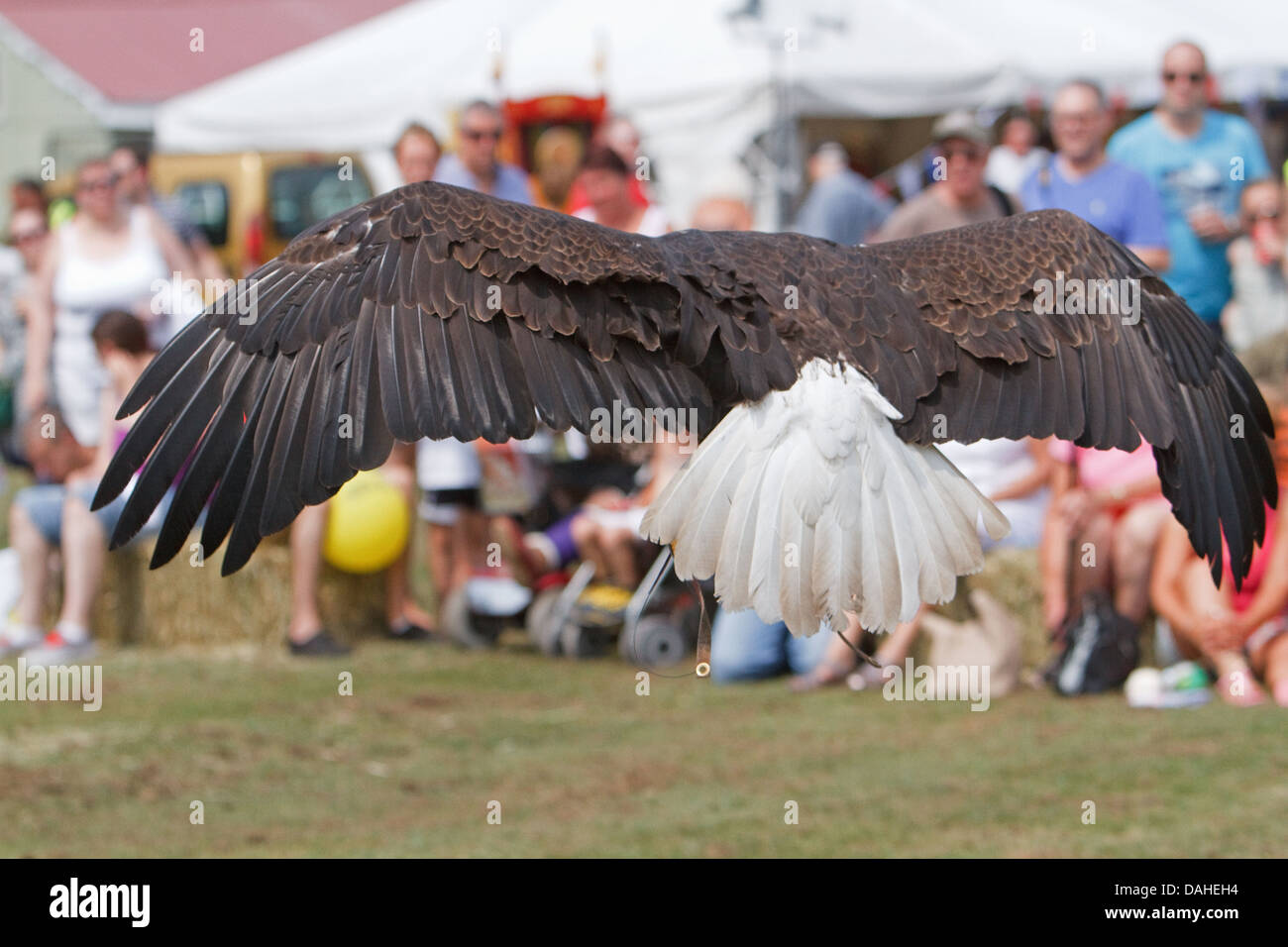 A Bald headed eagle on display at Chelsfield Village Fete Stock Photo ...
