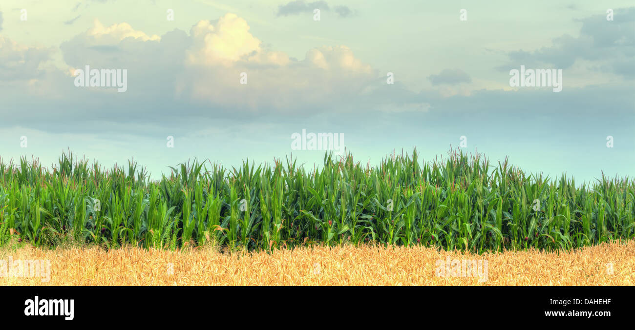 Indiana, corn,field hi-res stock photography and images - Alamy